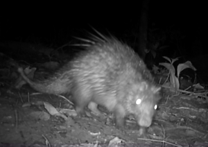 Cameras candidly capture bushmeat mammals to | EurekAlert!