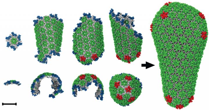 Computer Simulation of HIV Pro [IMAGE] | EurekAlert! Science News Releases