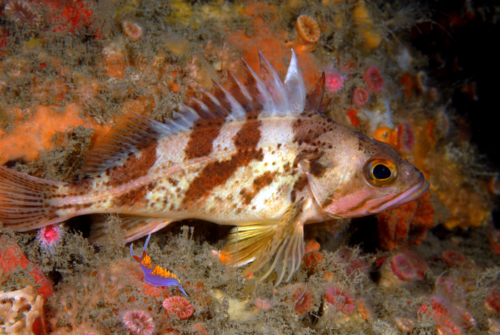 Short-lived calico rockfish [IMAGE] | EurekAlert! Science News Releases