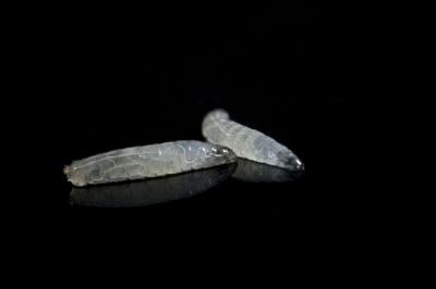 Alcoholic fly larvae need fix for learning | EurekAlert!