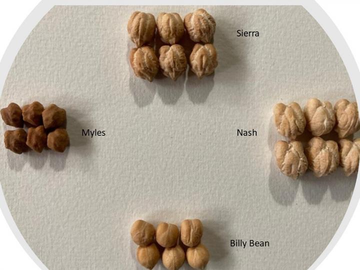 Types of chickpeas [IMAGE] | EurekAlert! Science News Releases