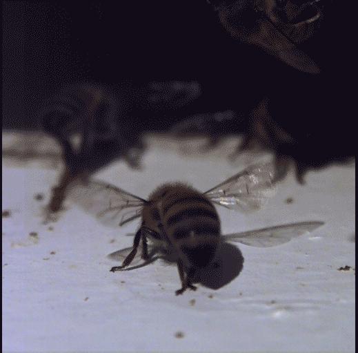 Flapping Bees 2 [IMAGE] | EurekAlert! Science News Releases