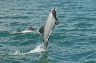 Hector's Dolphin Vertical Jump [IMAGE] | EurekAlert! Science News Releases