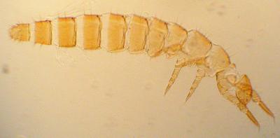 Acerentomon microrhinus [IMAGE] | EurekAlert! Science News Releases