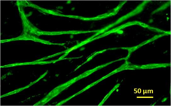 Vascularized Stem Cell Sheet [IMAGE] | EurekAlert! Science News Releases