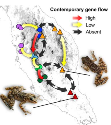 Gene Flow [IMAGE] | EurekAlert! Science News Releases