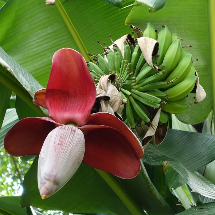 Musa species in mainland South [IMAGE] | EurekAlert! Science News Releases