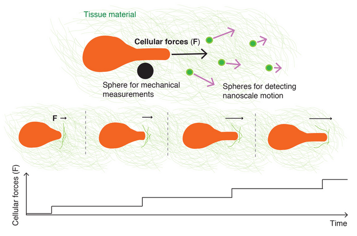 Breast cancer cell movement sc [IMAGE] | EurekAlert! Science News Releases
