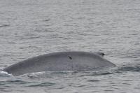 Blue Whales Switch Foraging Strategies, Digit | EurekAlert!