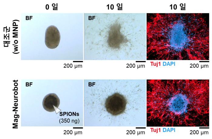 Results of newly developed mag [IMAGE] | EurekAlert! Science News Releases