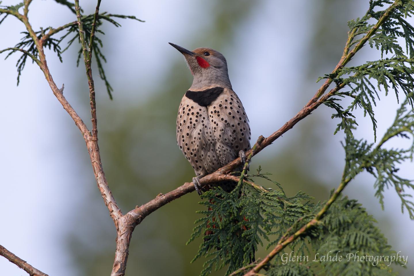 For flickers, looks can be deceiving | EurekAlert!