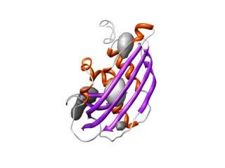 How a Bullet-Shaped Virus Assembles (4 of 5) | EurekAlert!