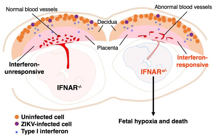 Interferon Illustration [IMAGE] | EurekAlert! Science News Releases
