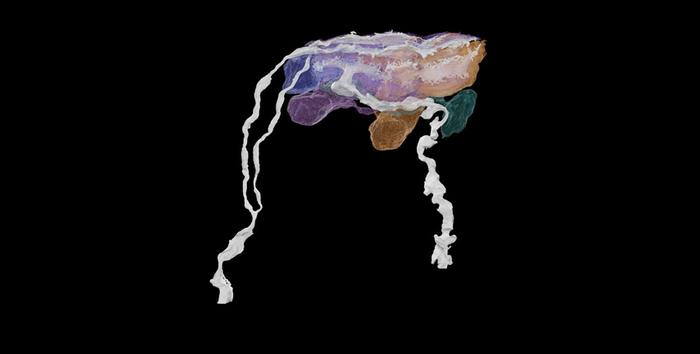 Touch neurons [IMAGE] | EurekAlert! Science News Releases