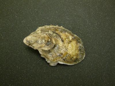 Eastern Oyster [IMAGE] | EurekAlert! Science News Releases