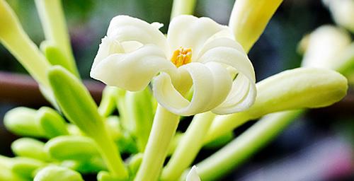 Papaya Flowers [IMAGE] | EurekAlert! Science News Releases