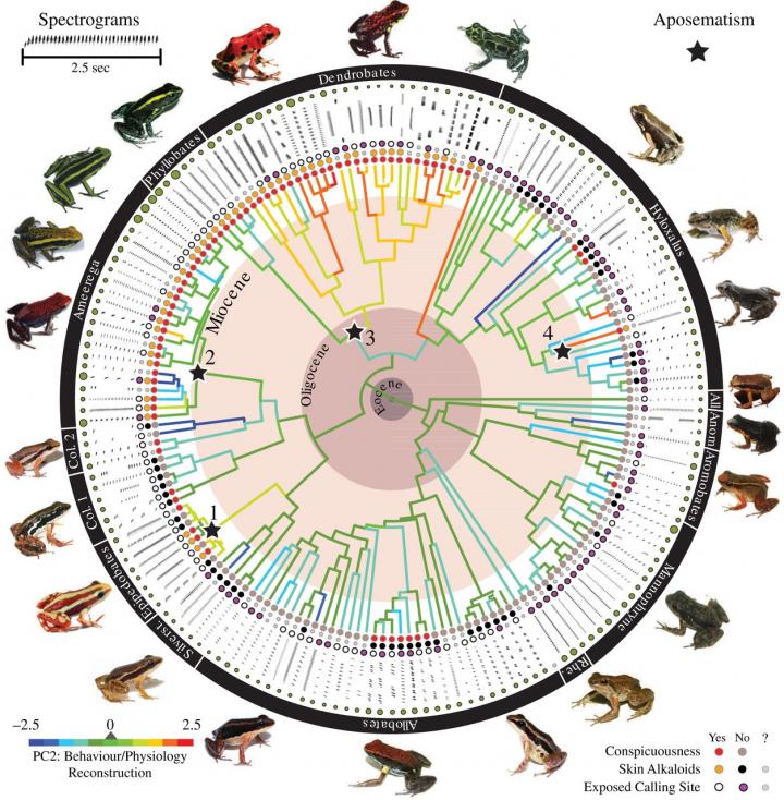 Poison Frog Chronogram [IMAGE] | EurekAlert! Science News Releases