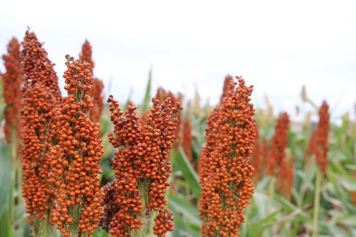 Sorghum crop [IMAGE] | EurekAlert! Science News Releases
