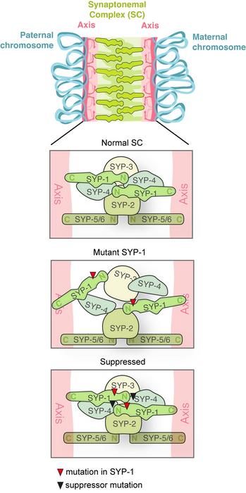 Schematic of the synaptonemal [IMAGE] | EurekAlert! Science News Releases
