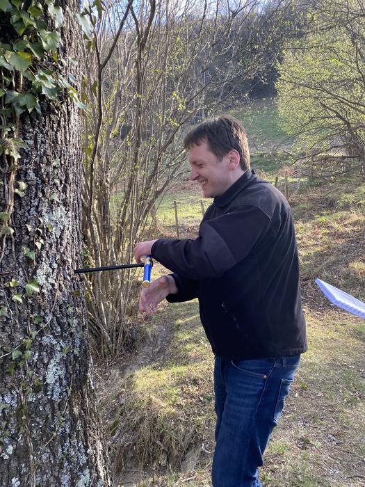 Wood sampling [IMAGE] | EurekAlert! Science News Releases