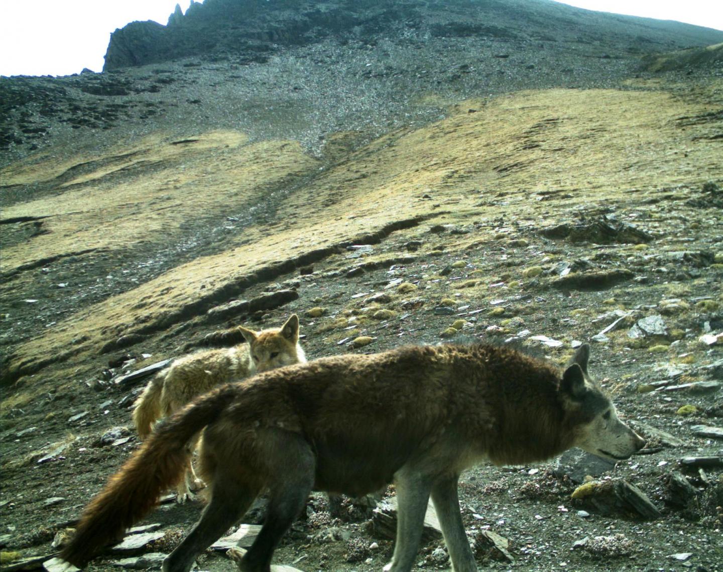 Himalayan Wolves [IMAGE] | EurekAlert! Science News Releases