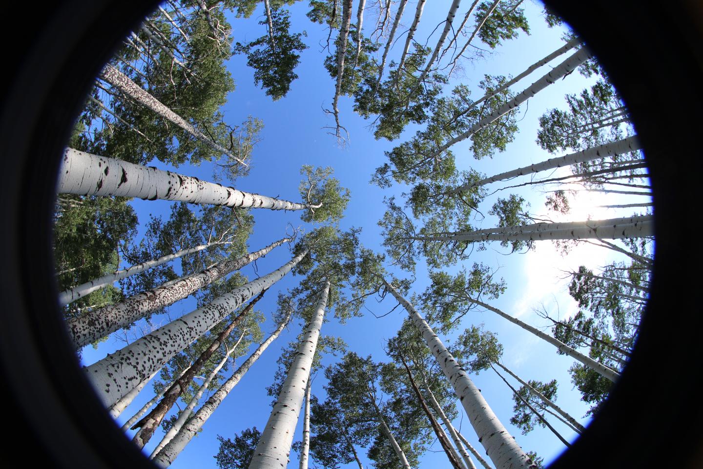 Tree Canopy [IMAGE] | EurekAlert! Science News Releases