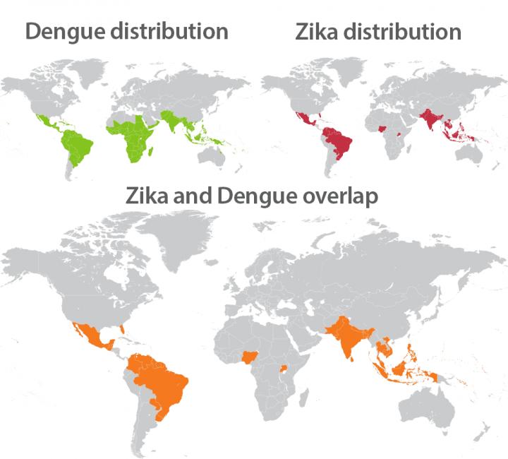 Pre-existing immunity to dengue virus shapes | EurekAlert!