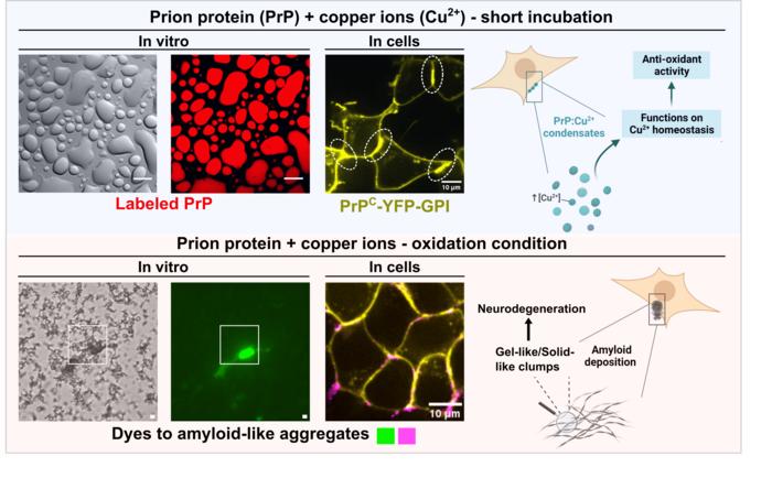 When physics meets biology: prion protein orc | EurekAlert!