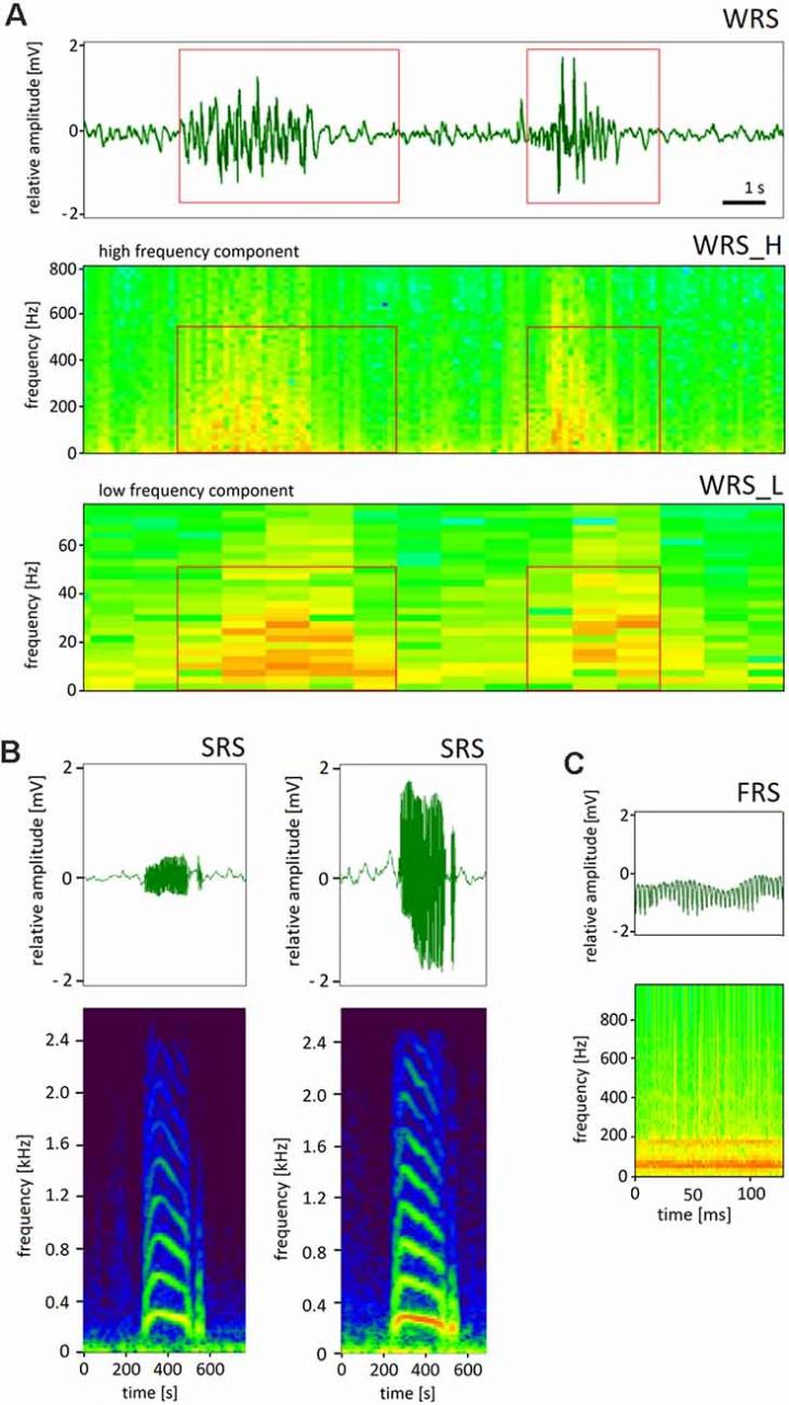 Sample output [IMAGE] | EurekAlert! Science News Releases