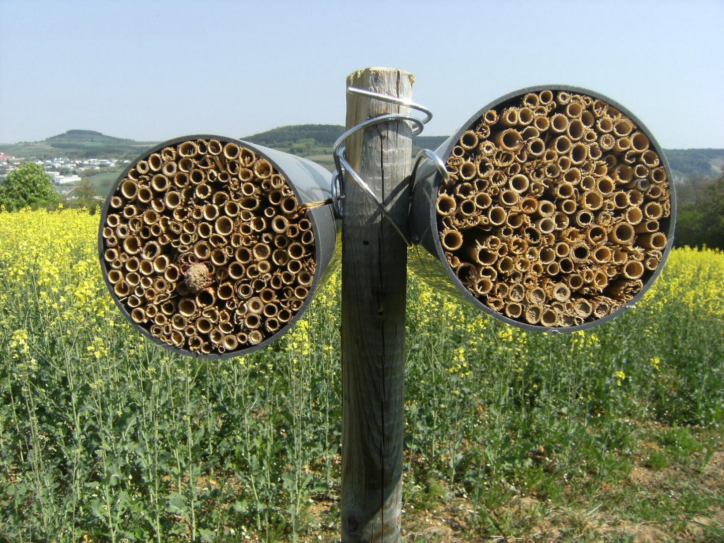 A Home for Wild Bees [IMAGE] | EurekAlert! Science News Releases