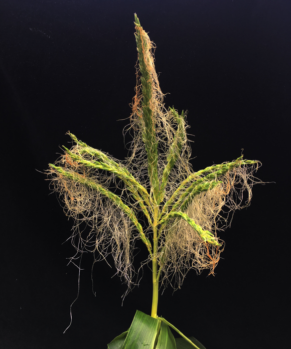 Mutant maize tassels in which [IMAGE] | EurekAlert! Science News Releases