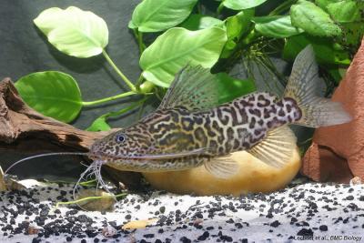 'Squeaker' catfish communicate across generat | EurekAlert!