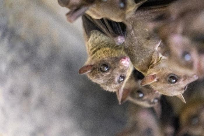 Cave nectar bats were used in [IMAGE] | EurekAlert! Science News Releases
