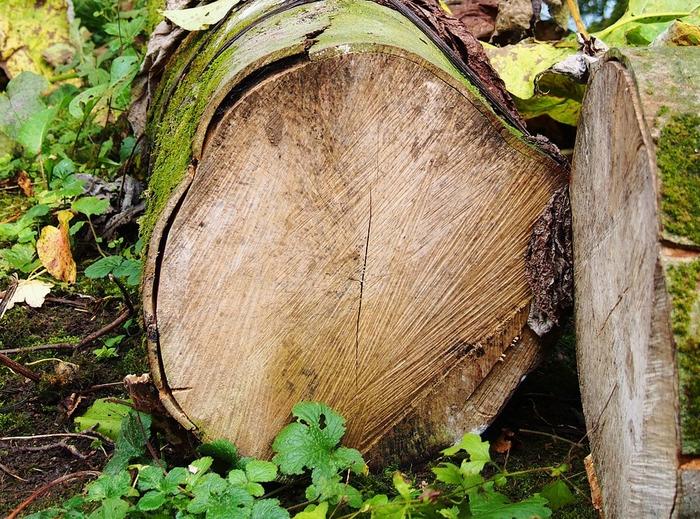 Logged forest [IMAGE] | EurekAlert! Science News Releases