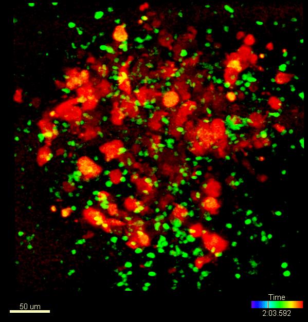 Anti-cancer Surveillance [IMAGE] | EurekAlert! Science News Releases