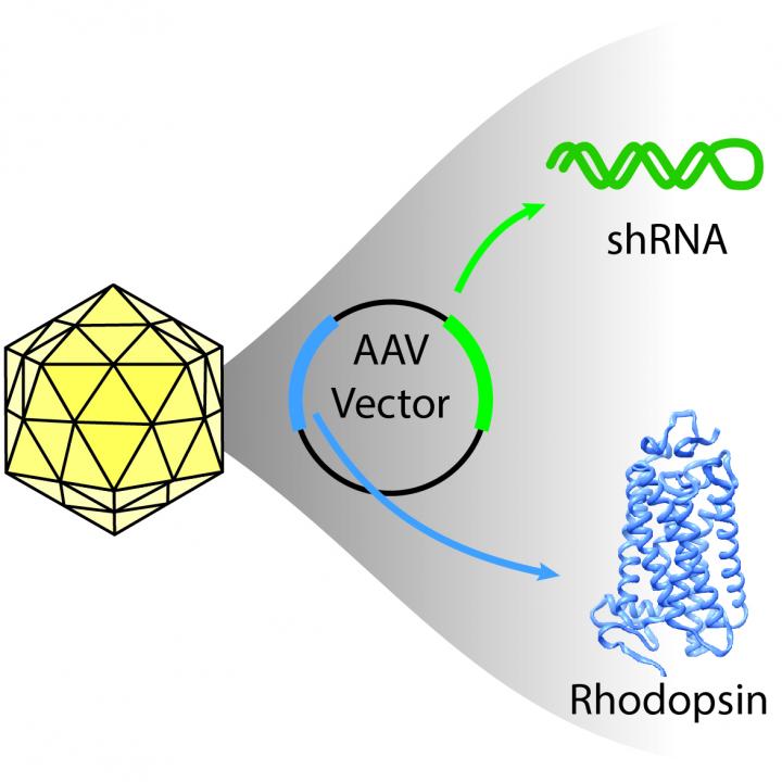 Schematic of Gene Therapy Vect [IMAGE] | EurekAlert! Science News Releases