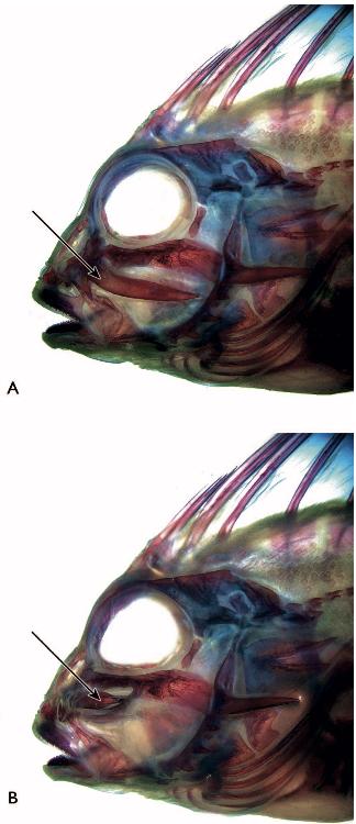 Lachrymal Saber [IMAGE] | EurekAlert! Science News Releases