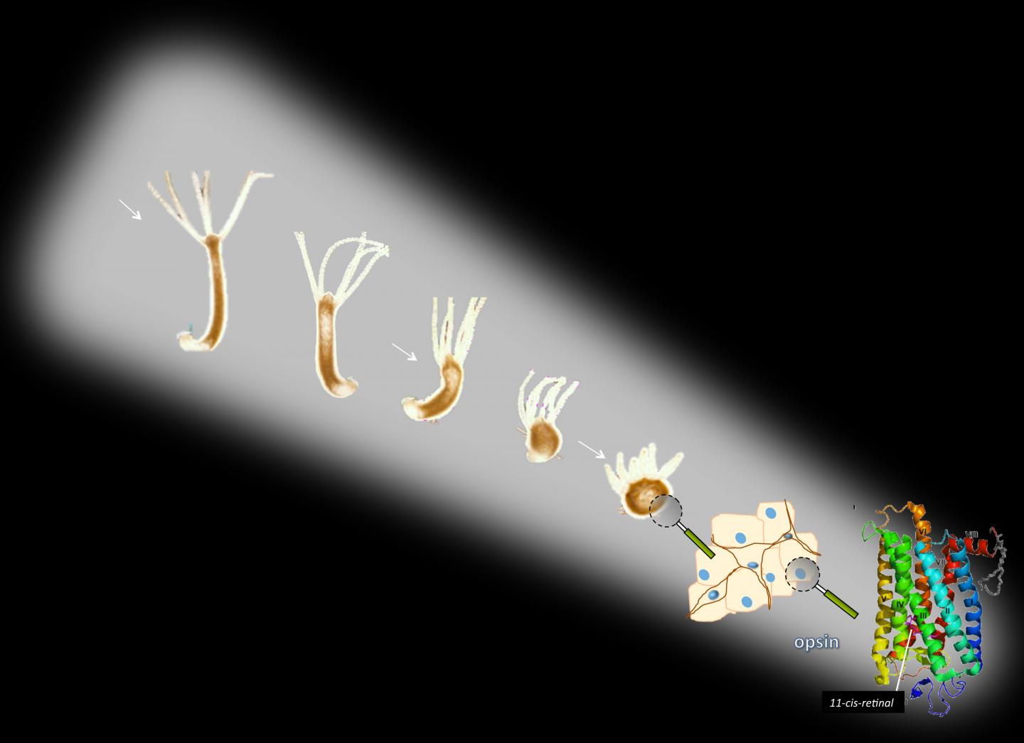 Nanoparticles Enhance Light Se [image] Eurekalert Science News Releases