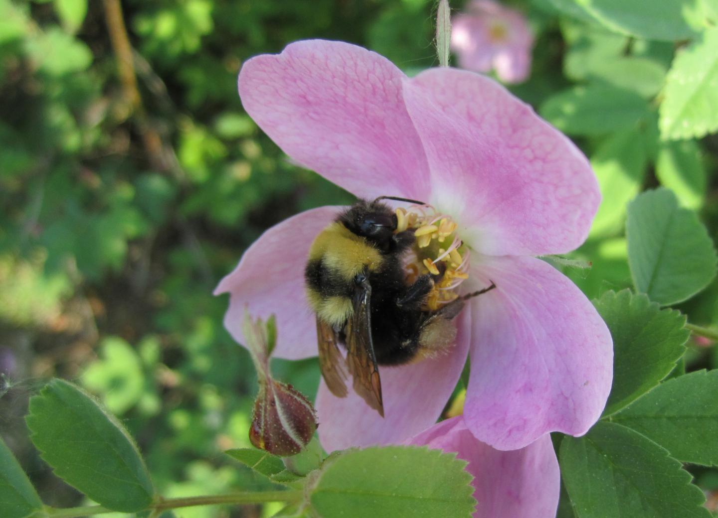 Bombus occidentalis [IMAGE] | EurekAlert! Science News Releases
