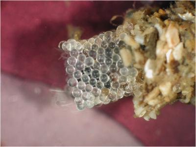 Sea Worms Use Available Materials | EurekAlert!