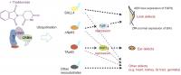 The story of thalidomide continues | EurekAlert!