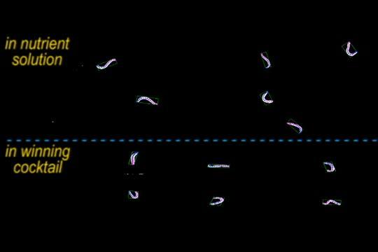 Wiggling Worms Help Uncover New Antiparasitic | EurekAlert!