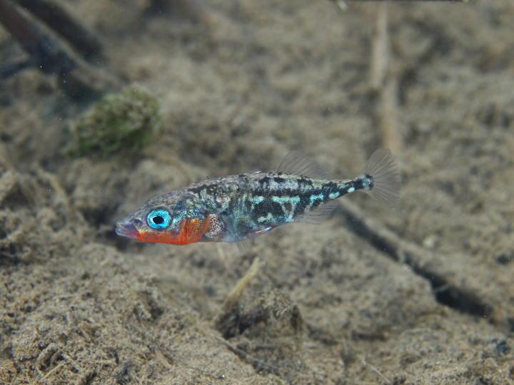 Gifu Stickleback [IMAGE] | EurekAlert! Science News Releases