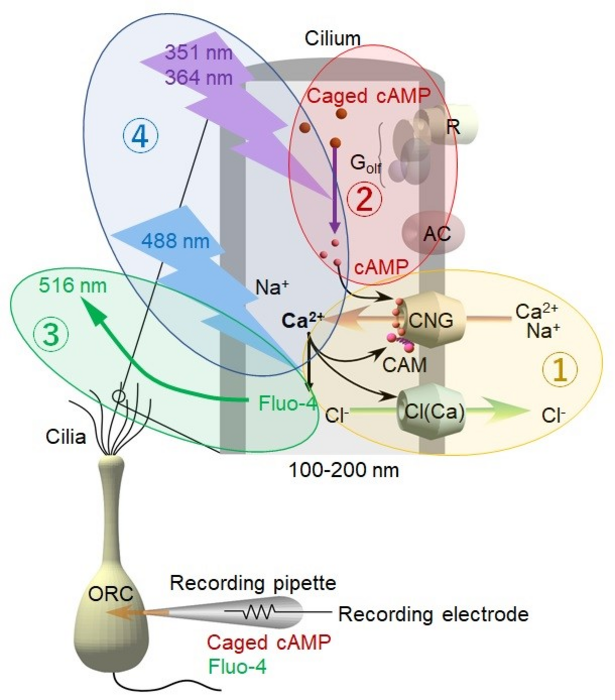 Can humans ‘Sniff out’ the secrets to the sen | EurekAlert!