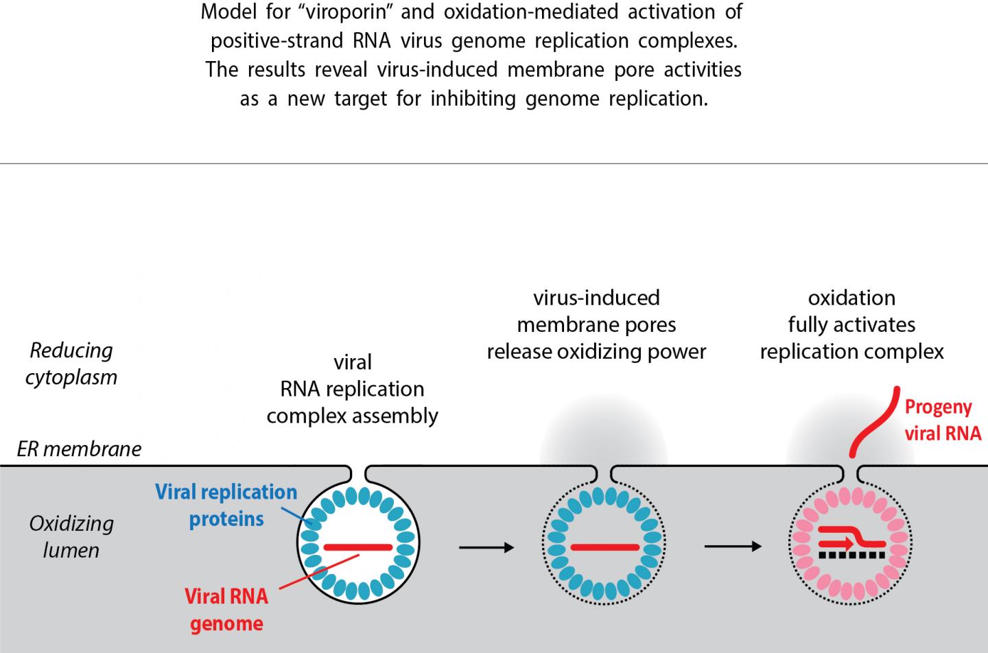 Replication [IMAGE] | EurekAlert! Science News Releases
