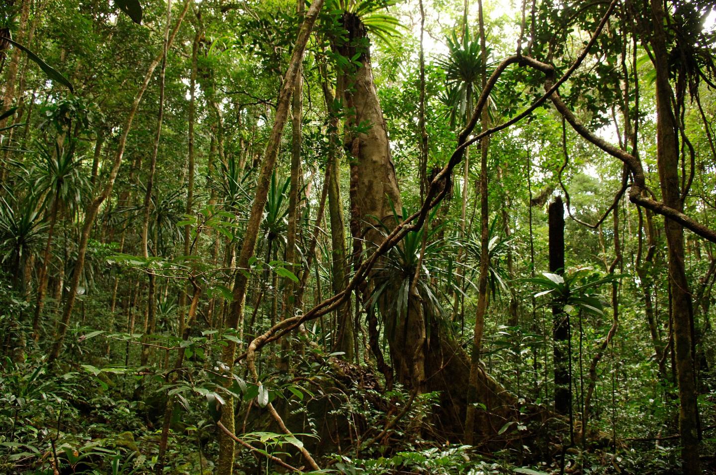 Intact Forest, Madagascar [IMAGE] | EurekAlert! Science News Releases