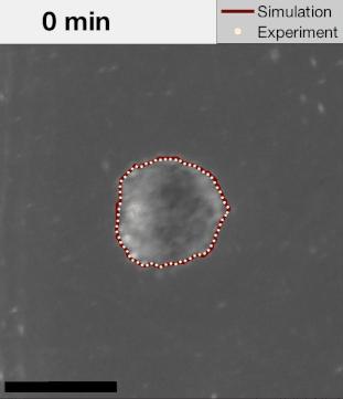 Time-Lapse Image Sequences [IMAGE] | EurekAlert! Science News Releases