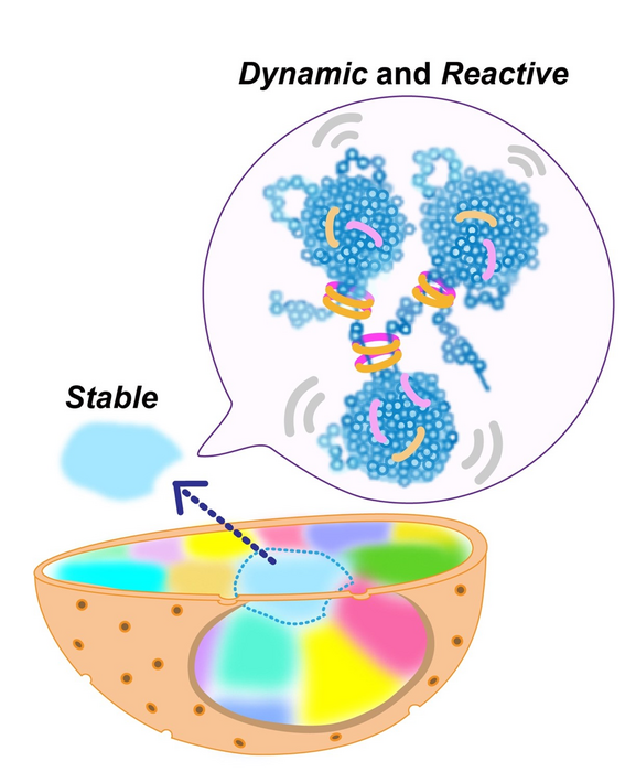 Nucleosomes, chromatin domains [IMAGE] | EurekAlert! Science News Releases
