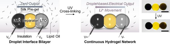 Biocompatible batteries [IMAGE] | EurekAlert! Science News Releases
