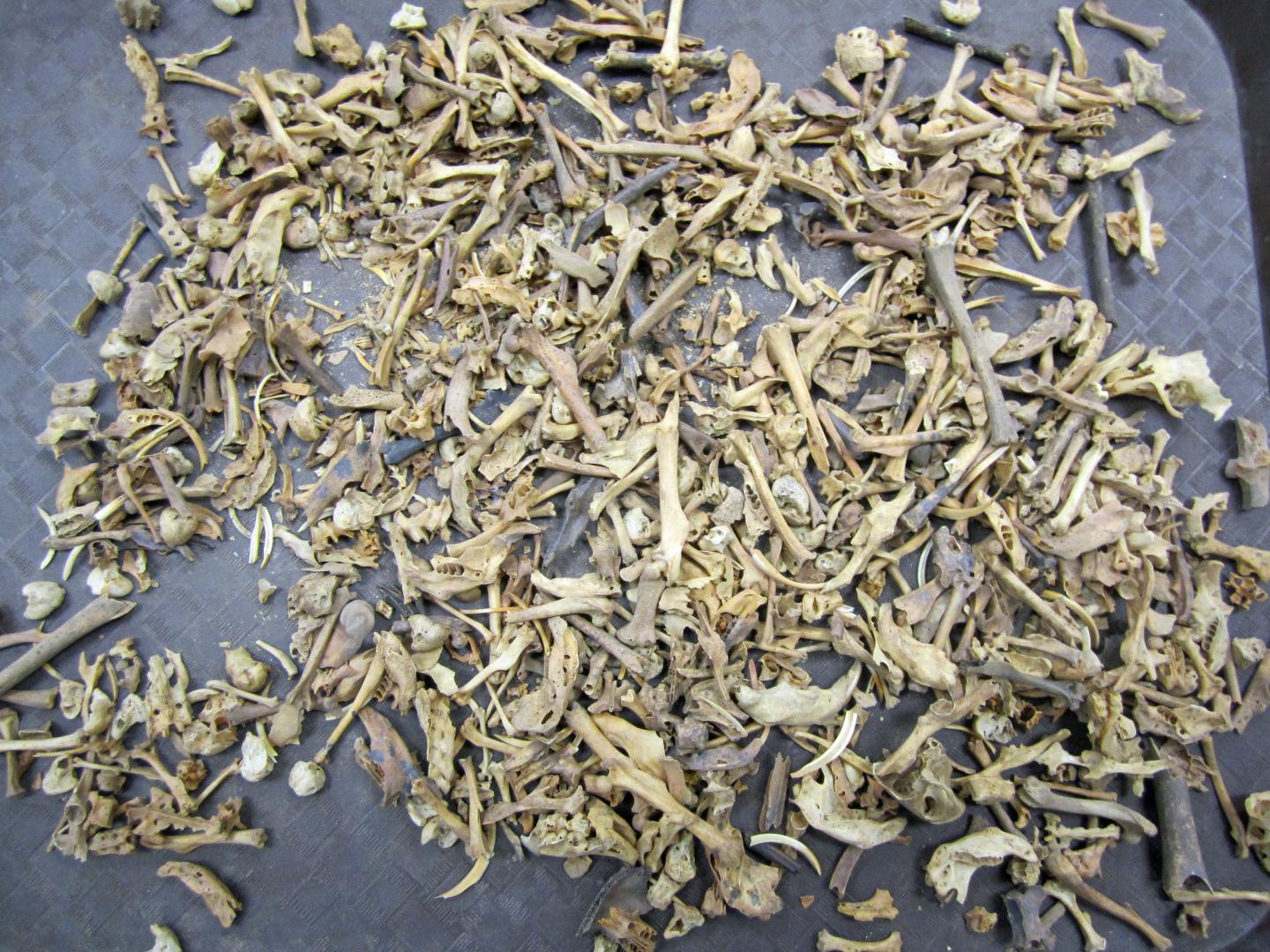 Small Mammal Bones [IMAGE] | EurekAlert! Science News Releases